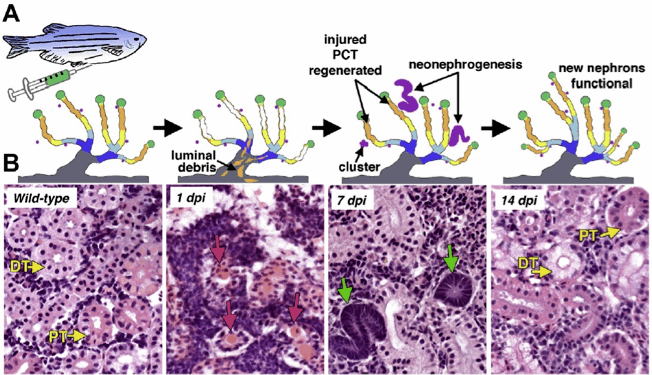 Zebrafish Model Organism | Disease Week | Arkana Laboratories
